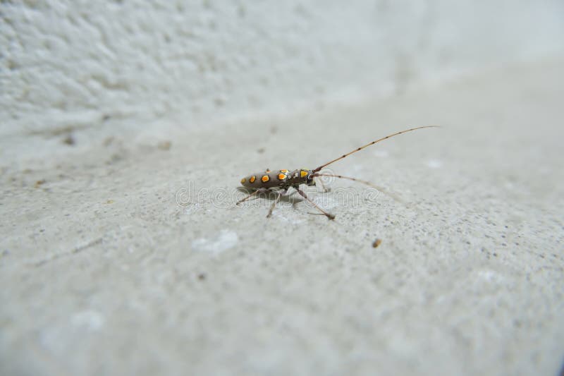 A Close-up Shot from the Side of a Small Insect with Long Antennae ...