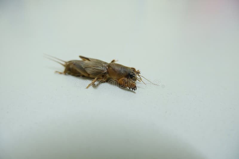 A Close-up Shot from the Side of a Yellow Bug. Stock Photo - Image of ...