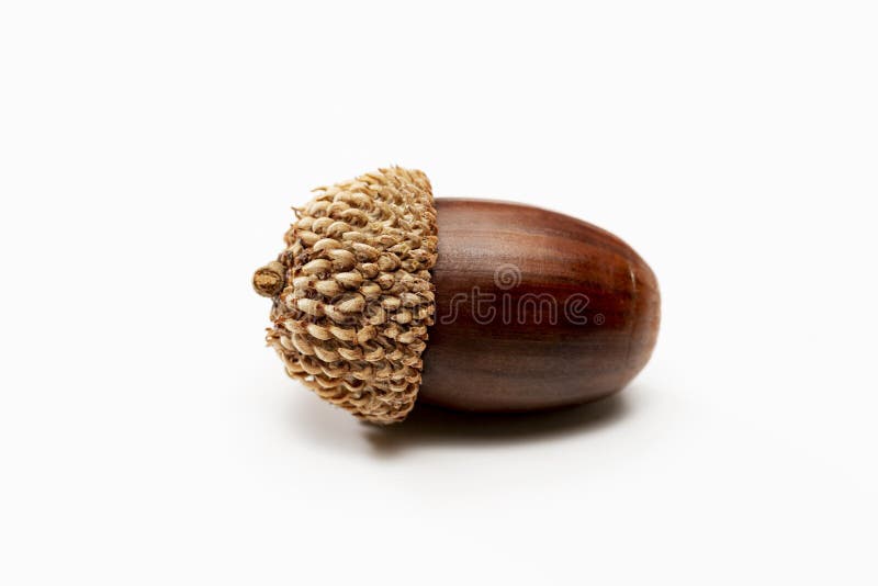 Close Up Shot of Single Acorn Stock Image - Image of feed, fall: 166049899