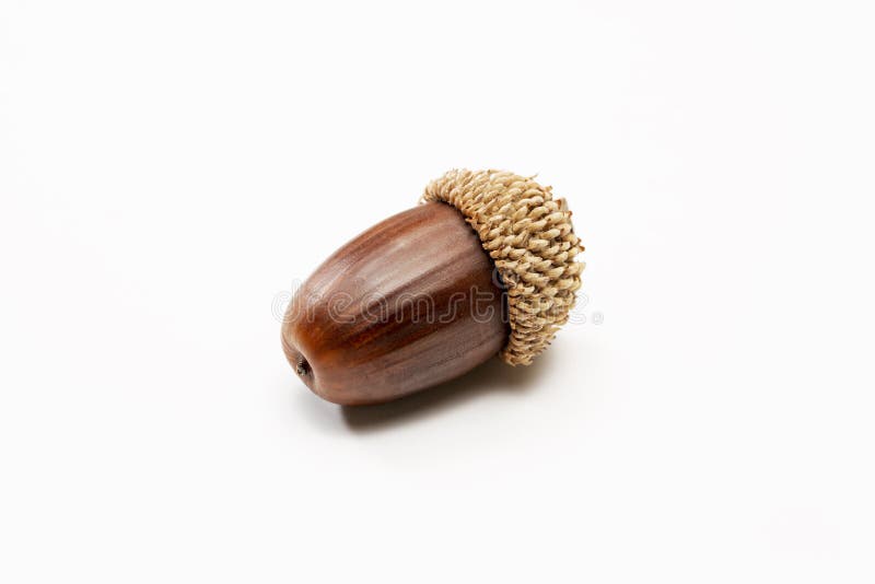 Close Up Shot of Single Acorn Stock Image - Image of seed, isolated ...