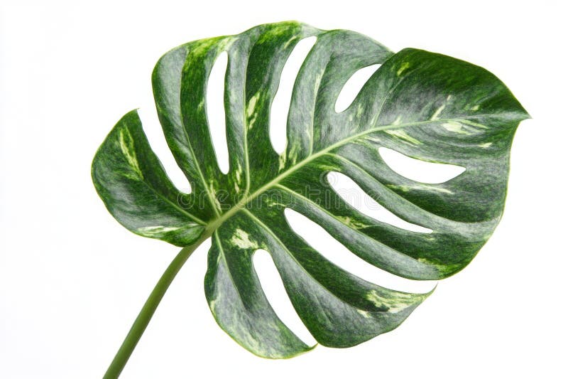 A Close-up Shot of a Single Leaf from a Plant, Featuring Intricate ...