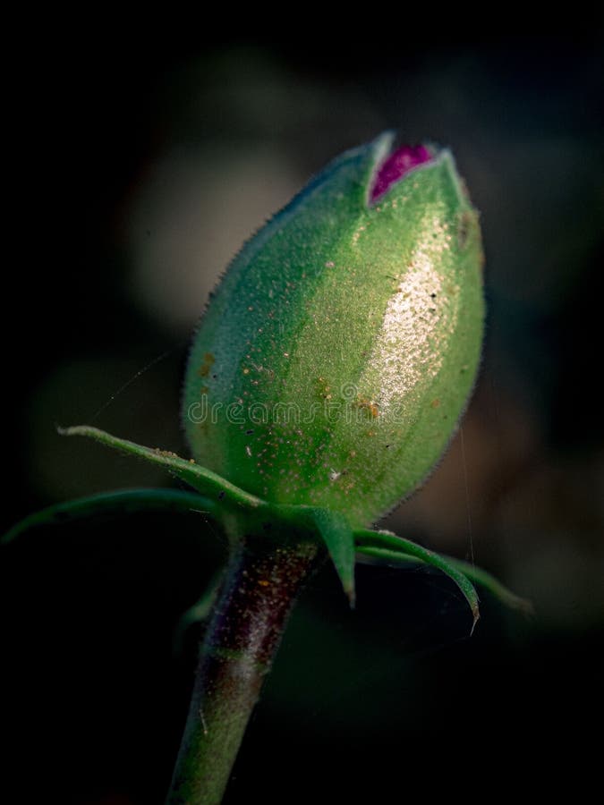 Close Up Shot of a Single Rosebud, Featuring Its Delicate Petals Stock ...