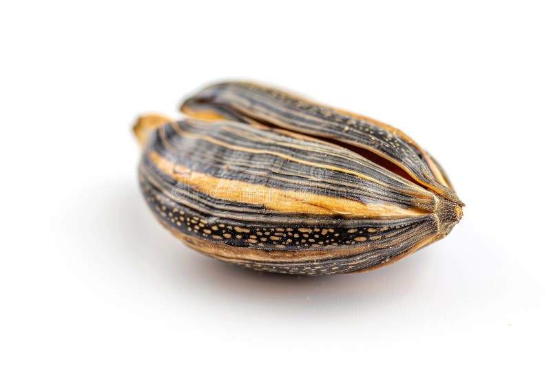 A Close-up Shot of a Single Seed on a White Background Stock ...
