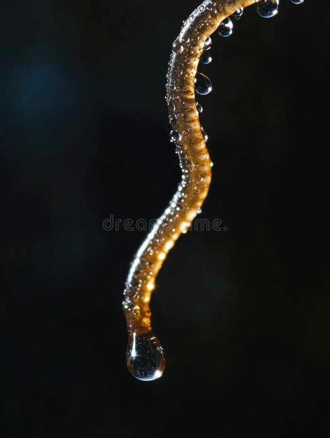 A Close-up Shot of a Single Water Drop Sitting on a Green Plant Leaf ...