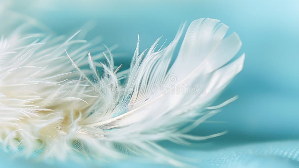 A Close-up Shot of a Single White Feather Lying on a Bright Blue ...