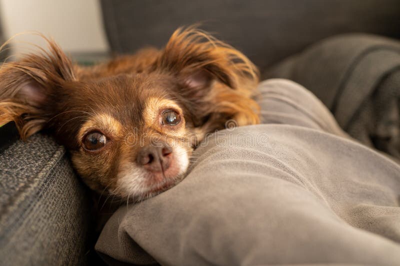 Close Up Shot of Sleepy Dog Seen on Sofa Stock Photo - Image of couch ...
