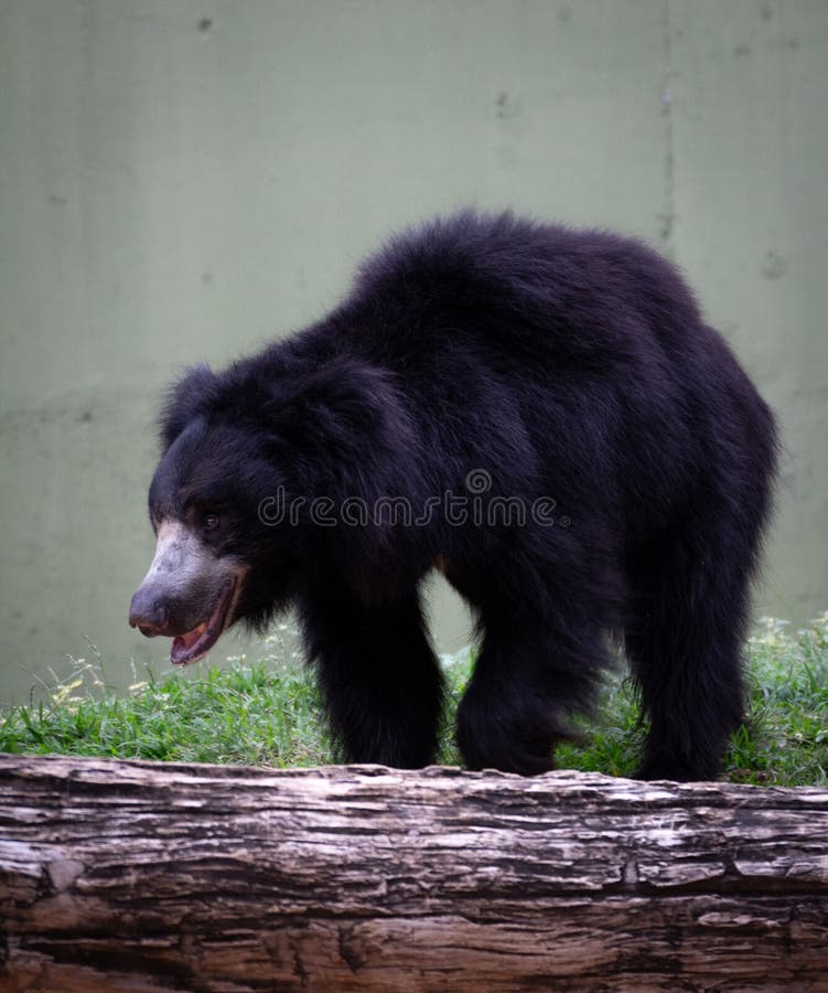A Close Up Shot of a Sloth Bear Editorial Image - Image of animal ...