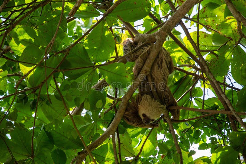 Close-up Shot of Sloth Hanging from Tree Branches Stock Photo - Image ...