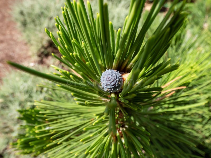 Close-up Shot of a Small Blue Pine Cone among Green Needles of a Pine ...