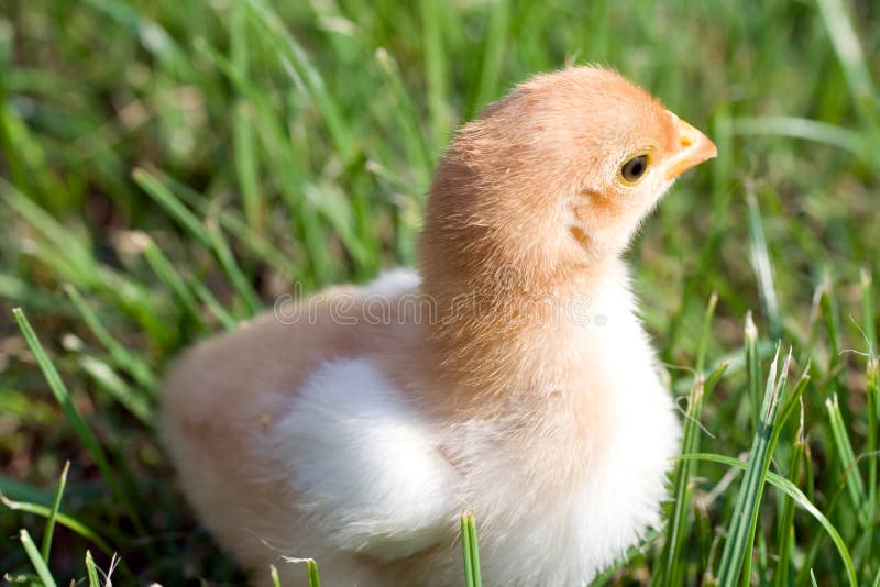 Close Up Shot of a Small Chick on Green Background Stock Photo - Image ...