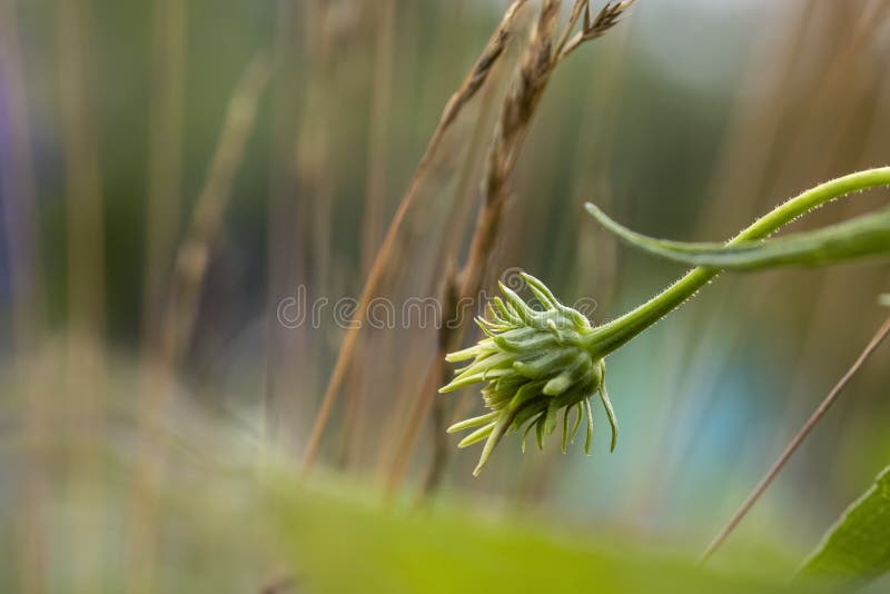 Close Up Shot of Small Daisy Flower Bud. Editorial Photography - Image ...