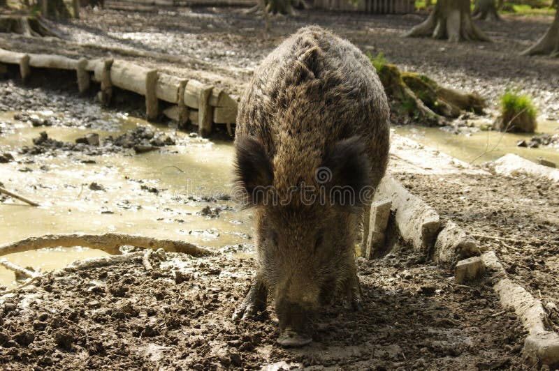 Close-up Shot of a Small Grey Pig Stock Photo - Image of grey, outdoor ...
