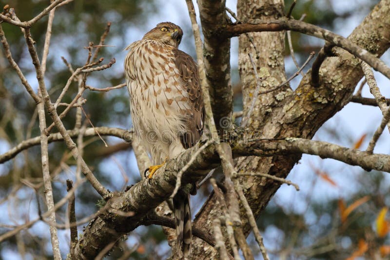 Small Hawk Perched on Wet Branch Outdoors Generated by AI Stock Image ...