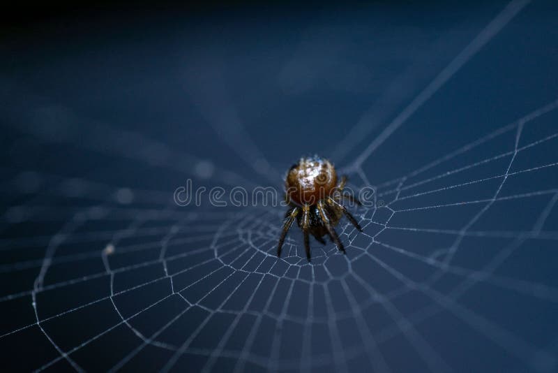 Close-up Shot of a Small Spider on a Web with a Blue Background Stock ...