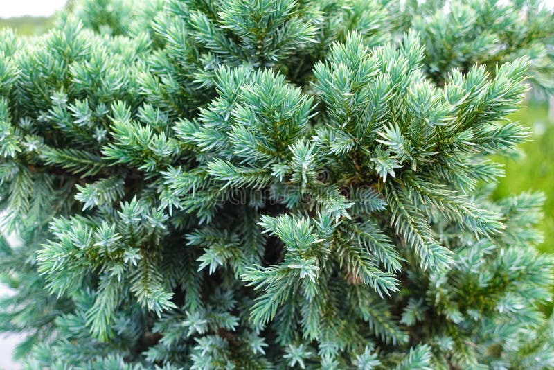 Close Up Shot of the Small Young Pine Trees Stock Image - Image of ...