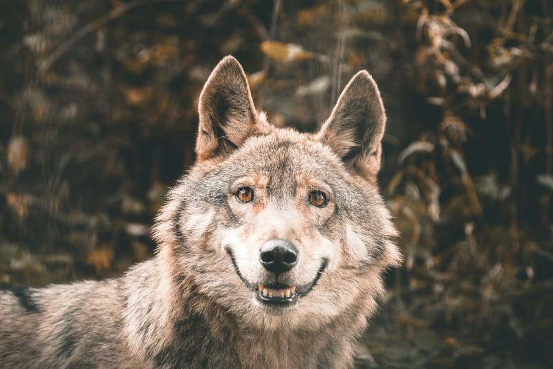 Close Up Shot on the Smiley Face of a Wolf in the Bear Park of the ...