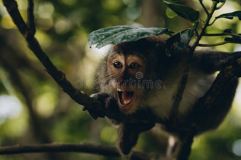 Close Up Shot of Smiling with Teeth Monkey Hanging on Branch Stock ...