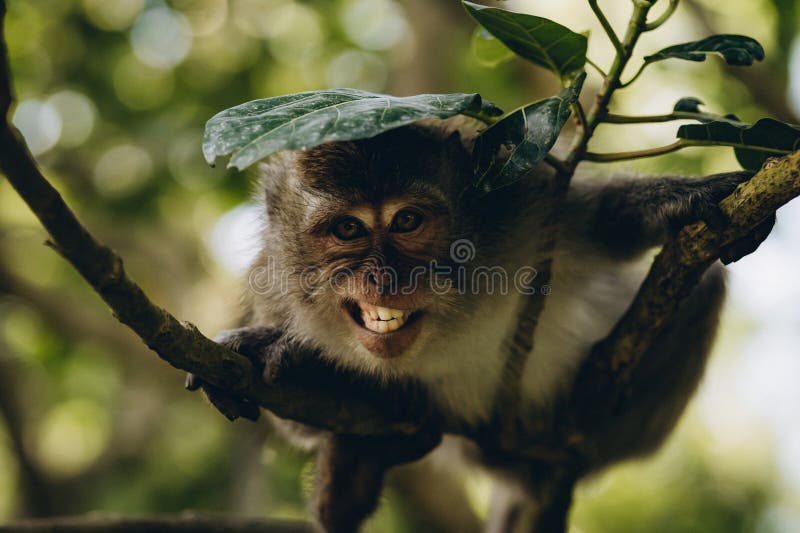 Close Up Shot of Smiling with Teeth Monkey Hanging on Branch Stock ...