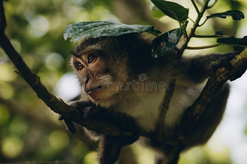 Close Up Shot of Smiling with Teeth Monkey Hanging on Branch Stock ...