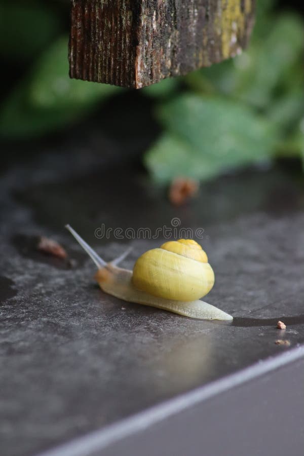 Close-up Shot of a Snail in a Yellow Shell in Daylight Stock Photo ...