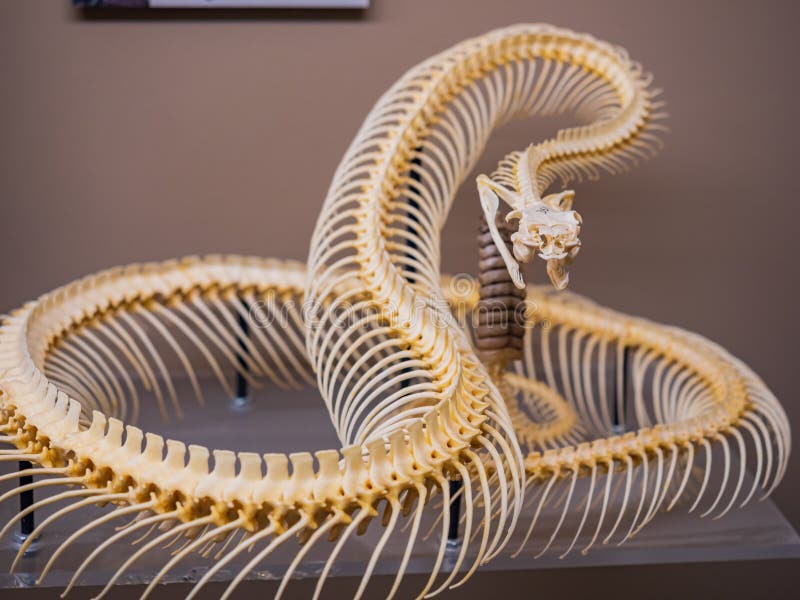 Close Up Shot of a Snake Bone in the Museum of Osteology Editorial ...