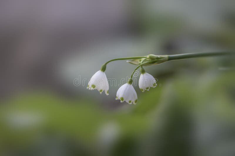 Snow drop in snow stock image. Image of flora, vegetation - 297621