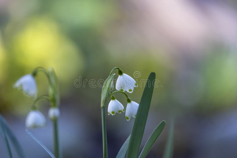 Snow drop in snow stock image. Image of flora, vegetation - 297621