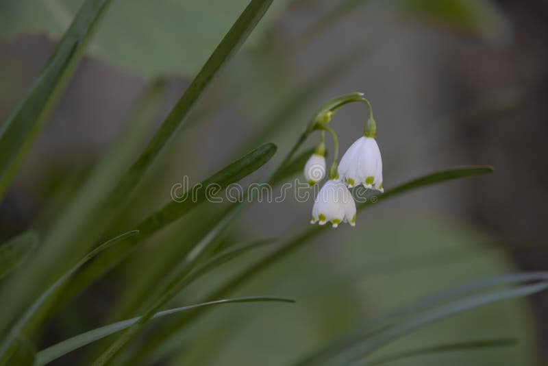 Snow drop in snow stock image. Image of flora, vegetation - 297621