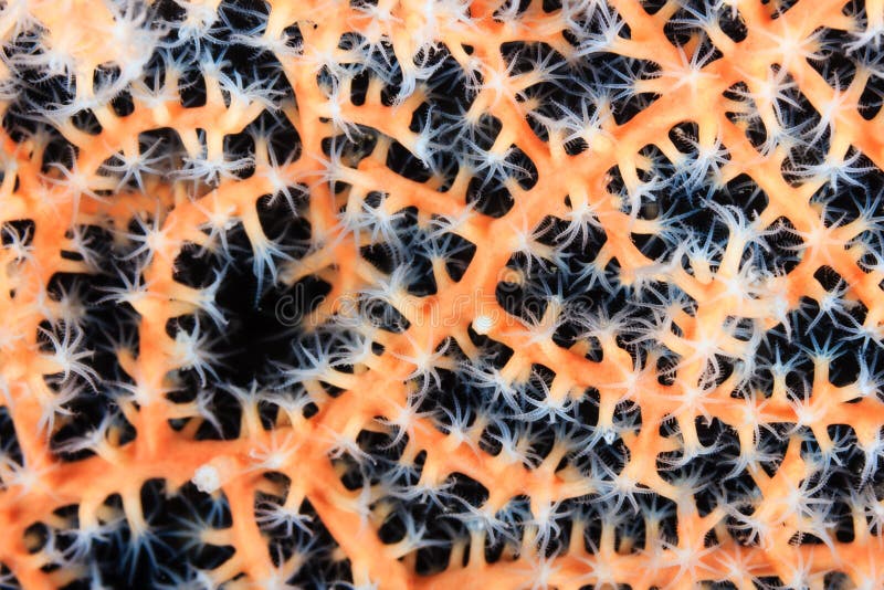 Close Up Shot of Soft Coral Polyps Stock Photo - Image of aqua, macro ...