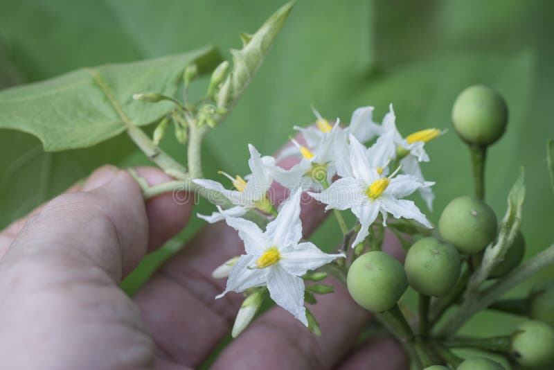 The Close Up of Solanum Indicum L. Flower, Stock Photo - Image of macro ...