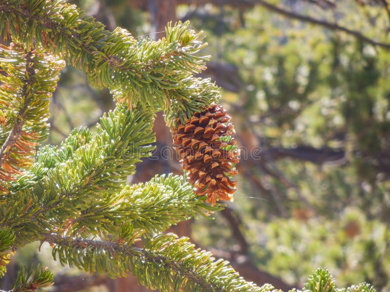 Close Up Shot of Some Fresh Pine Cone Hanging on the Tree Stock Image ...
