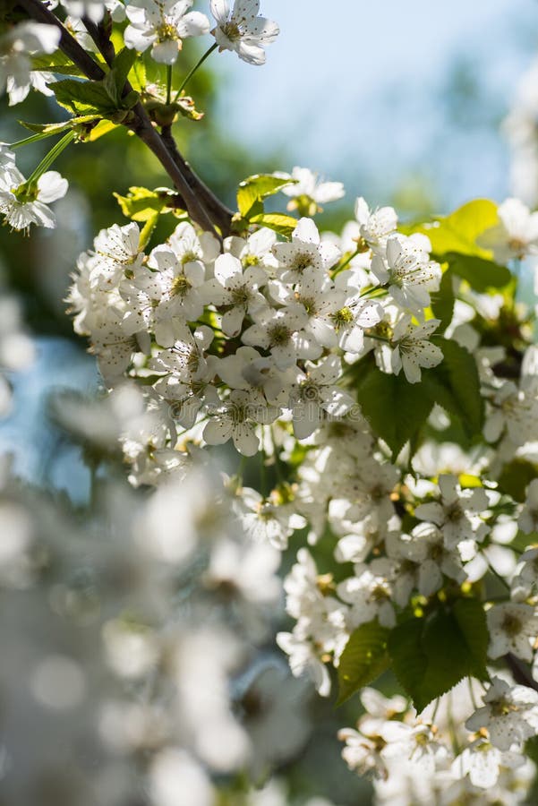 Spring Times - Flowering Cherry Tree Stock Photo - Image of macro ...