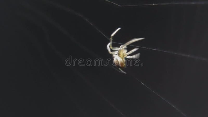 Close-up Shot of a Spider Climbing on Its Web. Stock Video - Video of ...