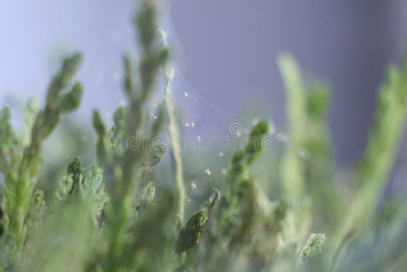 Close Up Shot of Spider Mite Colony . Tetranychus Urticae Stock Image ...