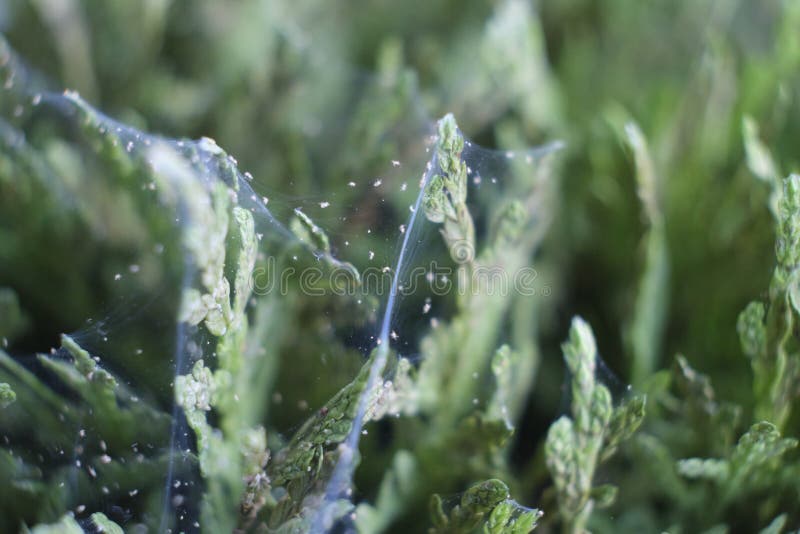 Close Up Shot of Spider Mite Colony . Tetranychus Urticae Stock Image ...