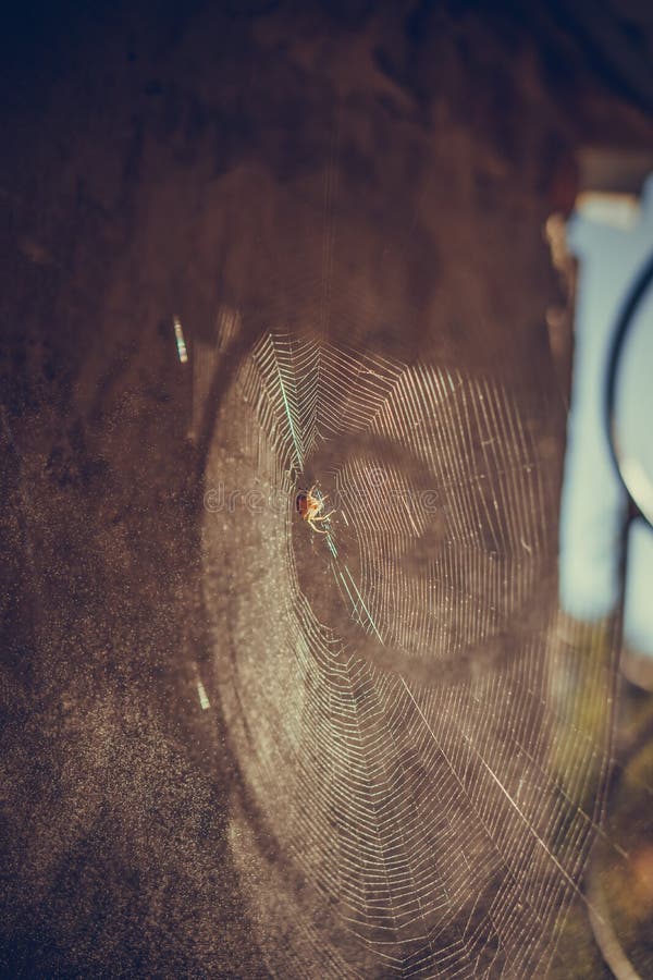 Close-up Shot of Spider Web and Flying Dust in Sunlight Stock Photo ...