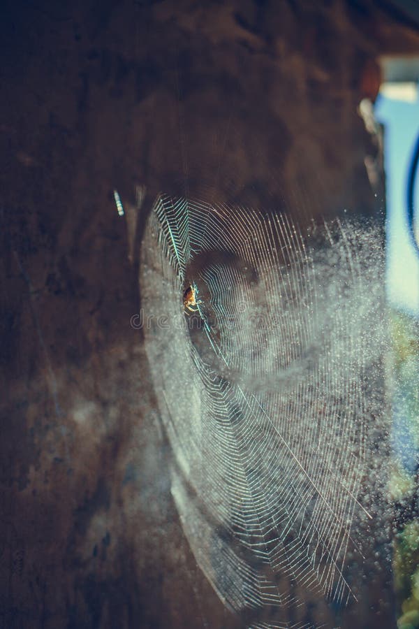 Close-up Shot of Spider Web and Flying Dust in Sunlight Stock Image ...