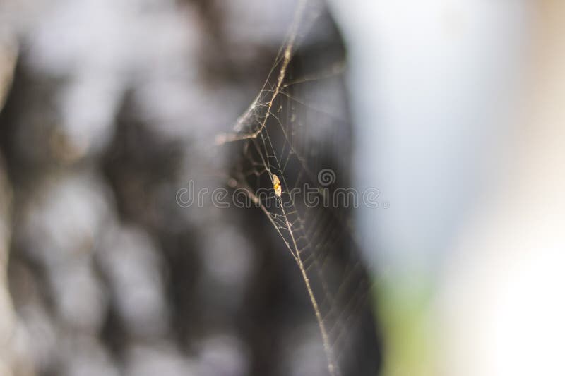 Close Up Shot of the Spider Web. Nature Stock Photo - Image of ...