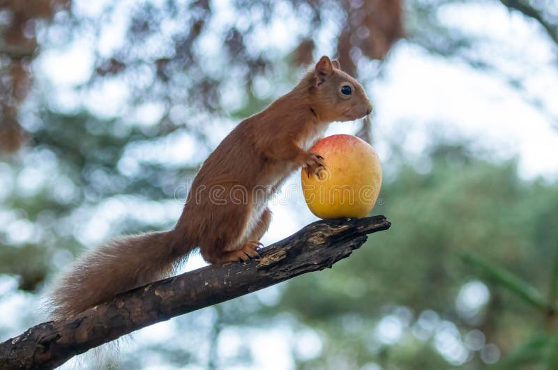 Close-up Shot of a Squirrel Holding an Apple and Standing on a Branch ...
