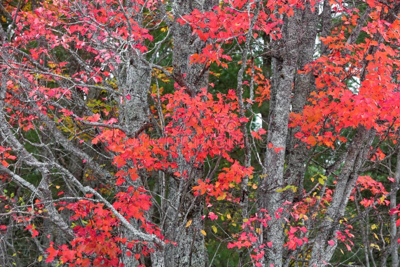 Sugar Maple Tree with Fall Foliage Stock Image - Image of close, season ...