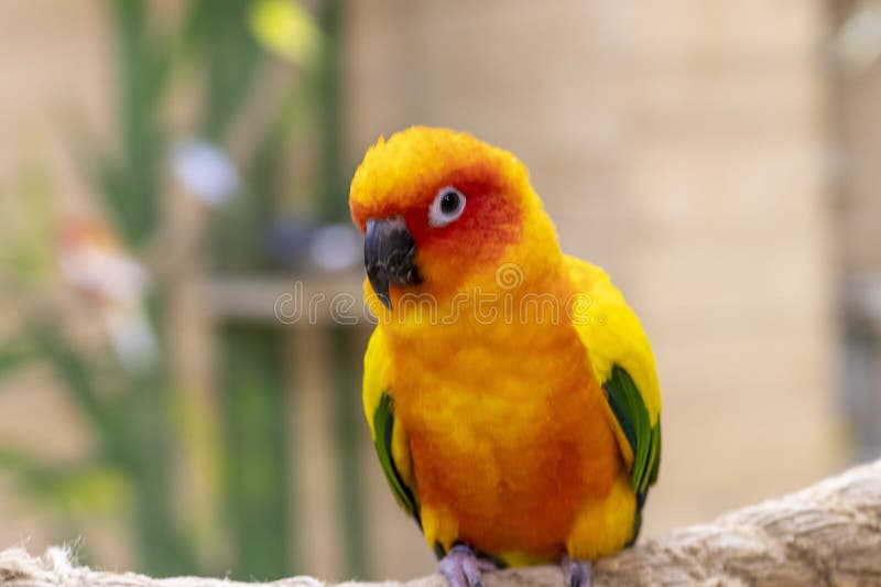 Close Up Shot of the Sun Conure. Birds Stock Image - Image of bright ...