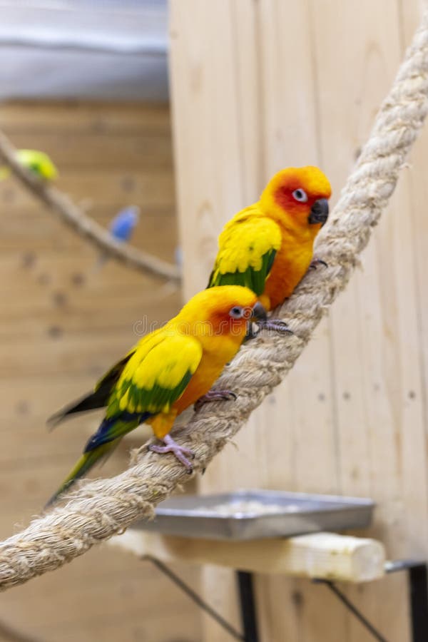 Close Up Shot of the Sun Conures. Birds Stock Image - Image of parrot ...