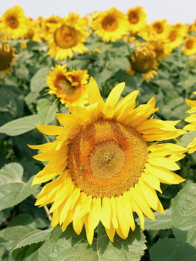 Close Up Shot of Sunflower. Stock Photo - Image of background ...