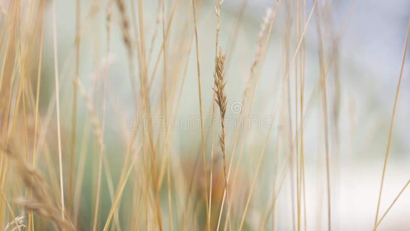 Close Up Shot of Tall Dry Grass Stock Image - Image of nature, plant ...