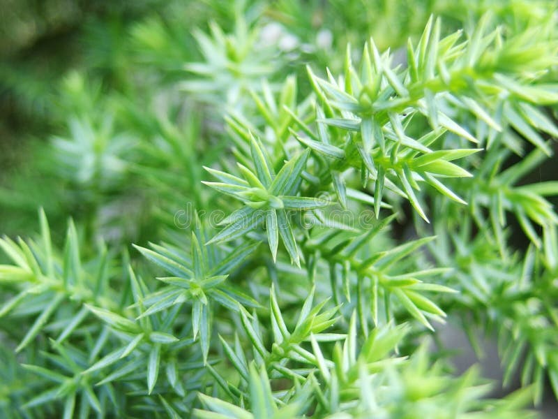 Close Up Shot of Temple Juniper Stock Photo - Image of blur, evergreen ...