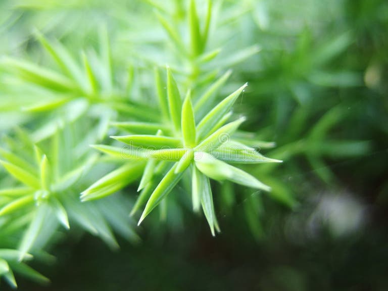 Close Up Shot of Temple Juniper Stock Image - Image of apothecaries ...