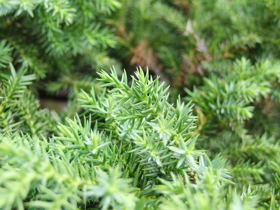 Close Up Shot of Temple Juniper Stock Image - Image of chinese, dwarf ...