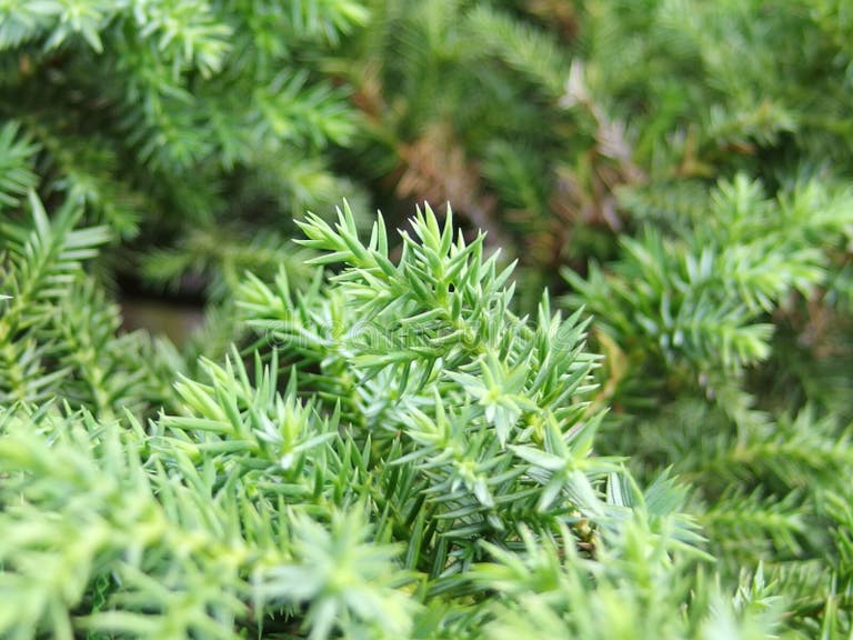 Close Up Shot of Temple Juniper Stock Image - Image of chinese, dwarf ...