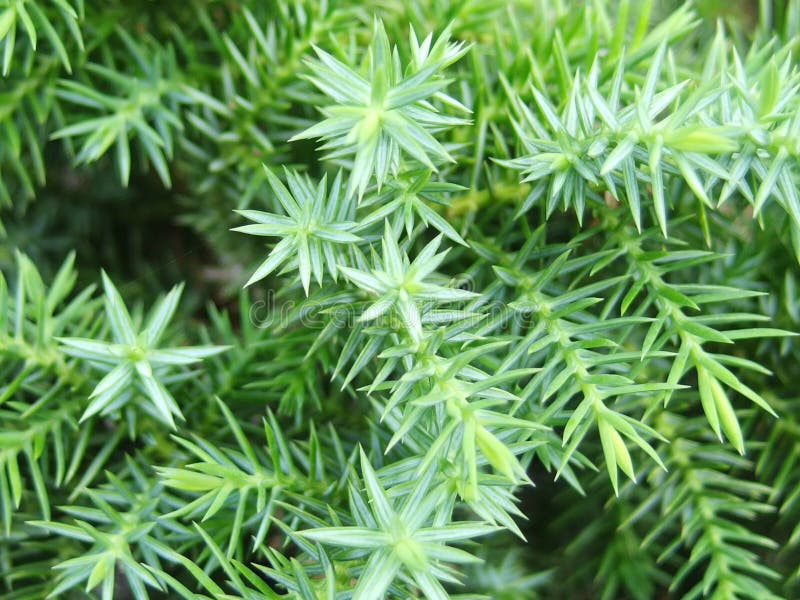 Close Up Shot of Temple Juniper Stock Photo - Image of decoration ...