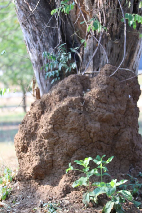 Close-up Shot of a Termite Nest Growing on a Tree Causing the Tree To ...